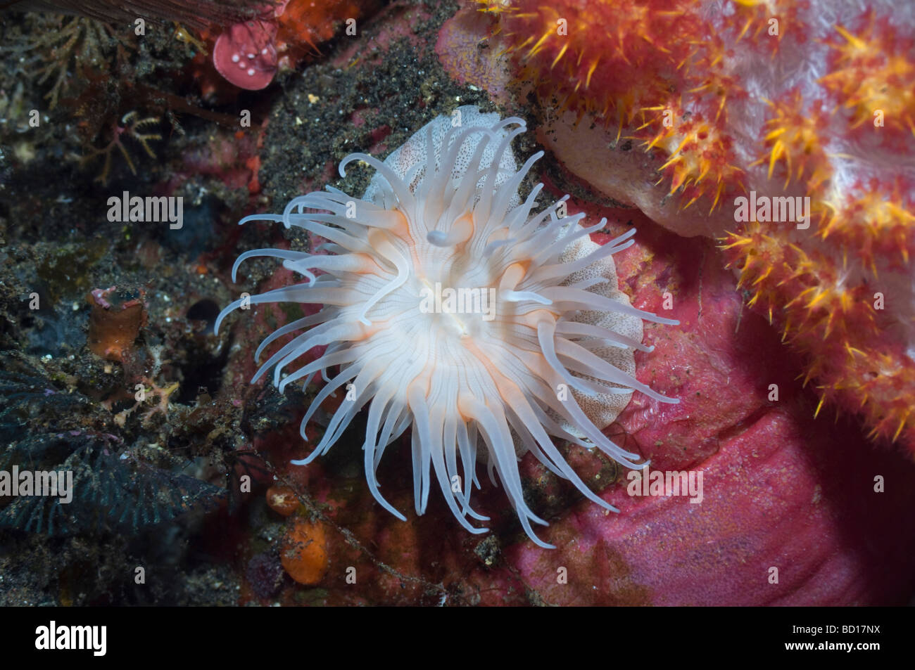 Gorgonian wrapper Nemanthus annamensis Rinca Indonesia Stock Photo - Alamy