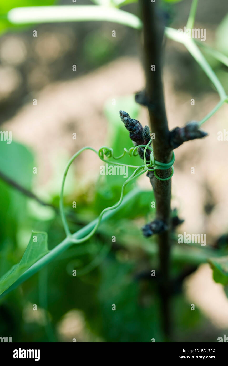 Wrap around garden hi-res stock photography and images - Alamy