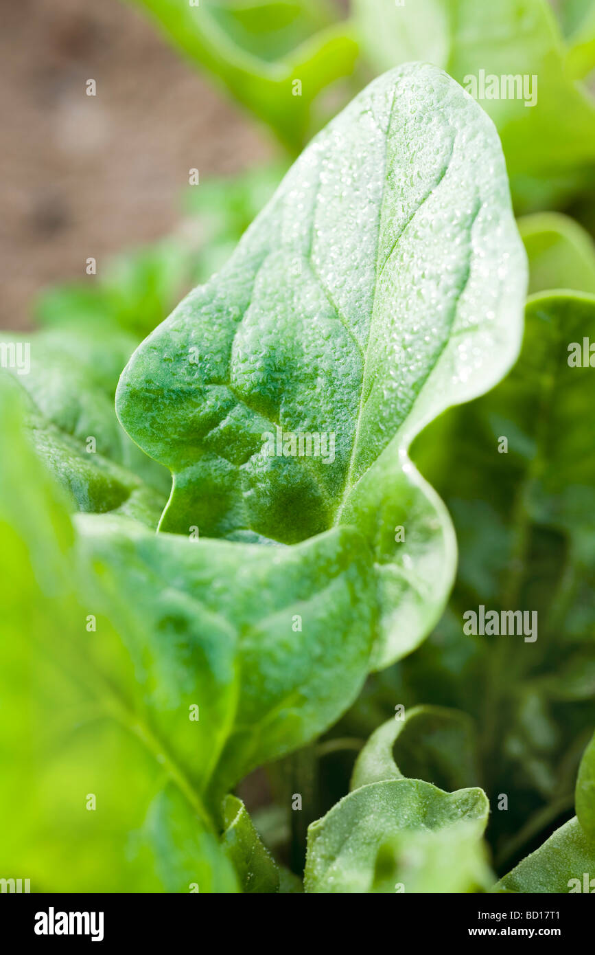 Sorrel hi-res stock photography and images - Alamy