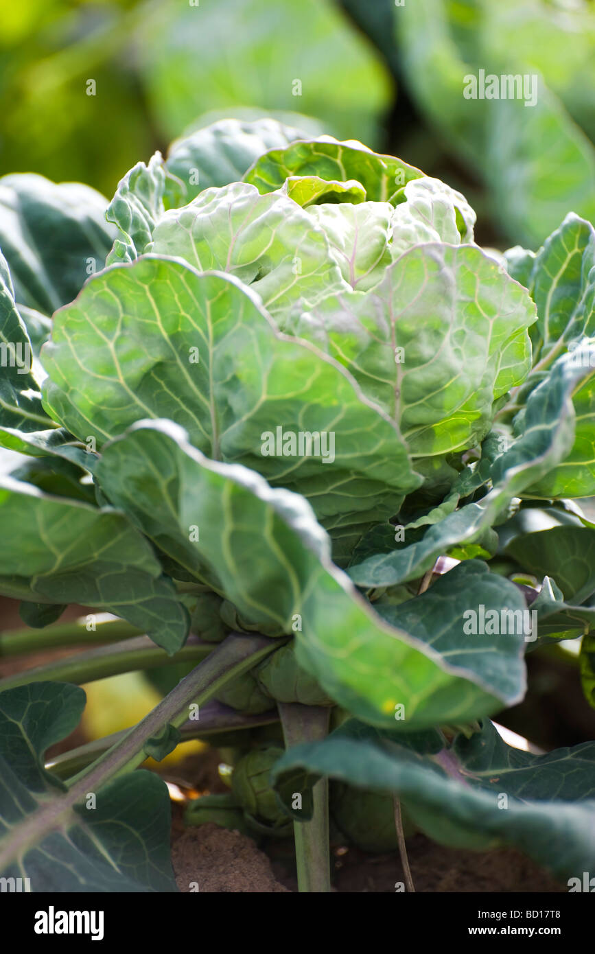 Brussels sprouts plant growing in vegetable garden Stock Photo - Alamy