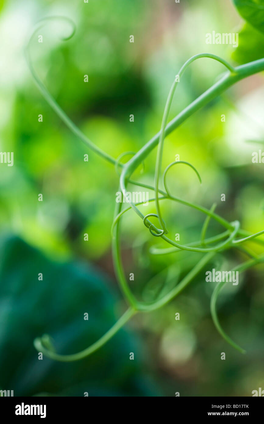 Tendrils in vegetable garden Stock Photo - Alamy
