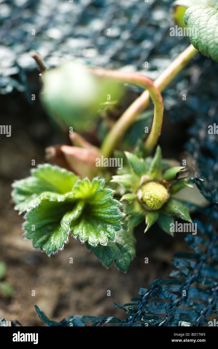 Strawberry plant growing in garden Stock Photo - Alamy