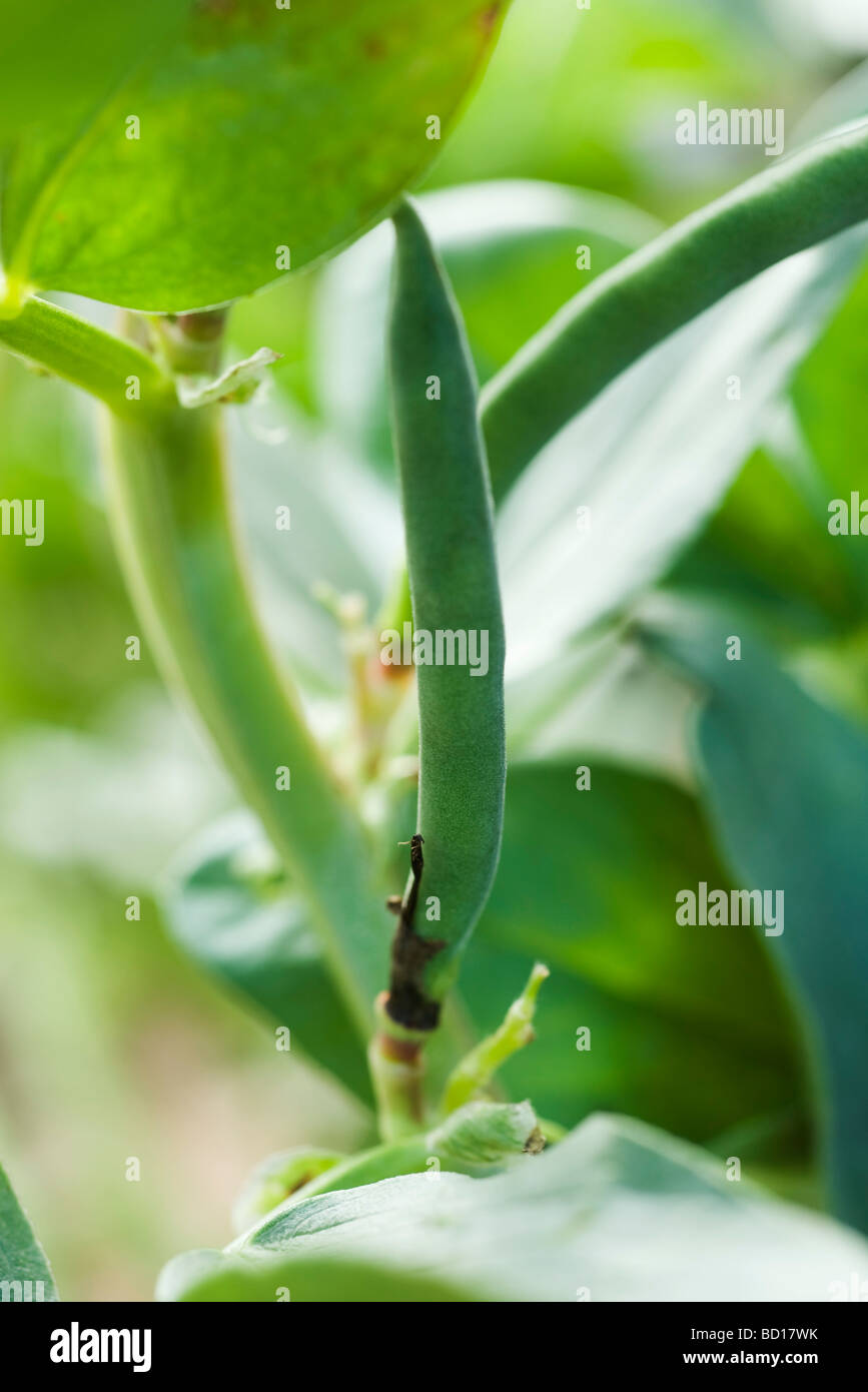 Broad beans growing in vegetable garden, close-up Stock Photo - Alamy