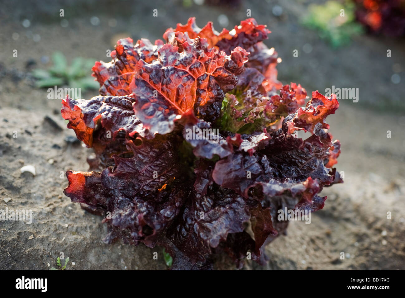 Merlot lettuce hi-res stock photography and images - Alamy