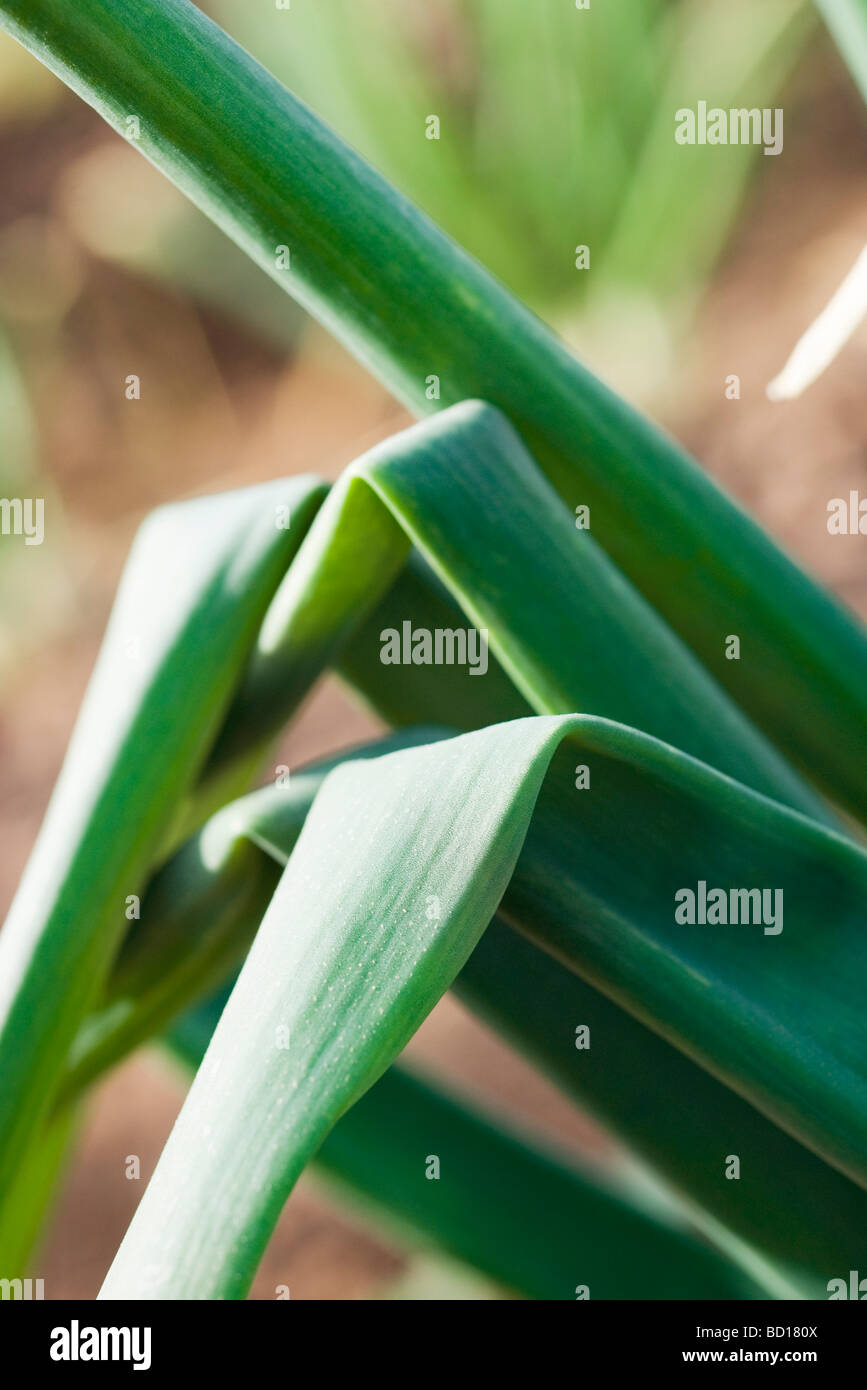 Onions stalks growing in vegetable garden, close-up Stock Photo - Alamy