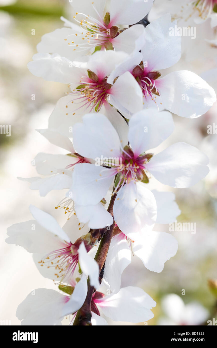 Almond tree in flower, close-up of flowering branch Stock Photo - Alamy