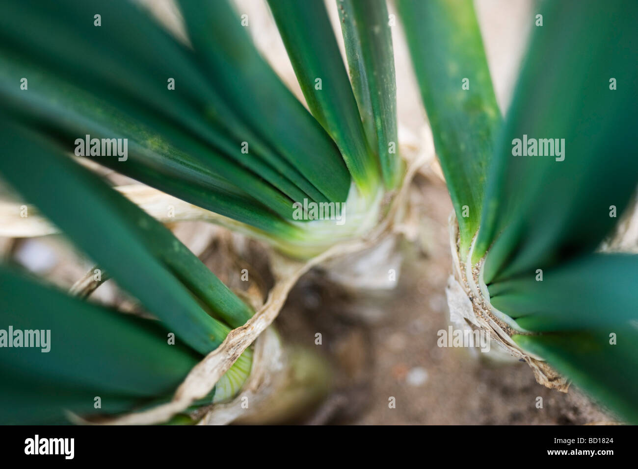 Onion stem hi-res stock photography and images - Alamy