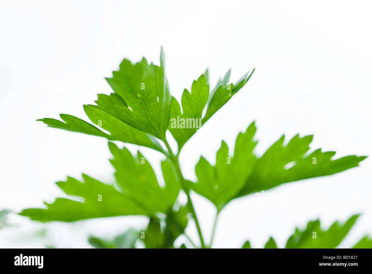 Garden parsleys hi-res stock photography and images - Alamy