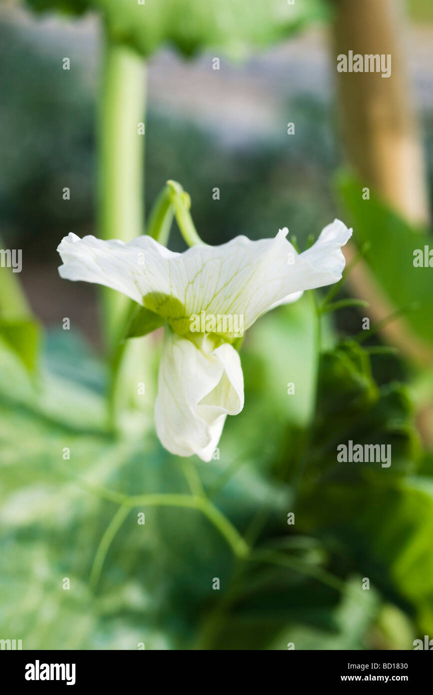 Baby pea plant in flower, close-up Stock Photo - Alamy