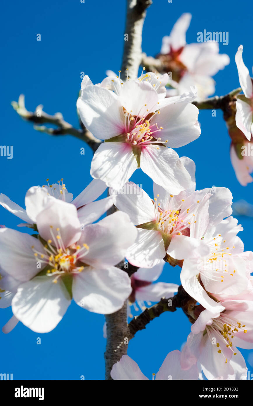 Almond tree hi-res stock photography and images - Alamy