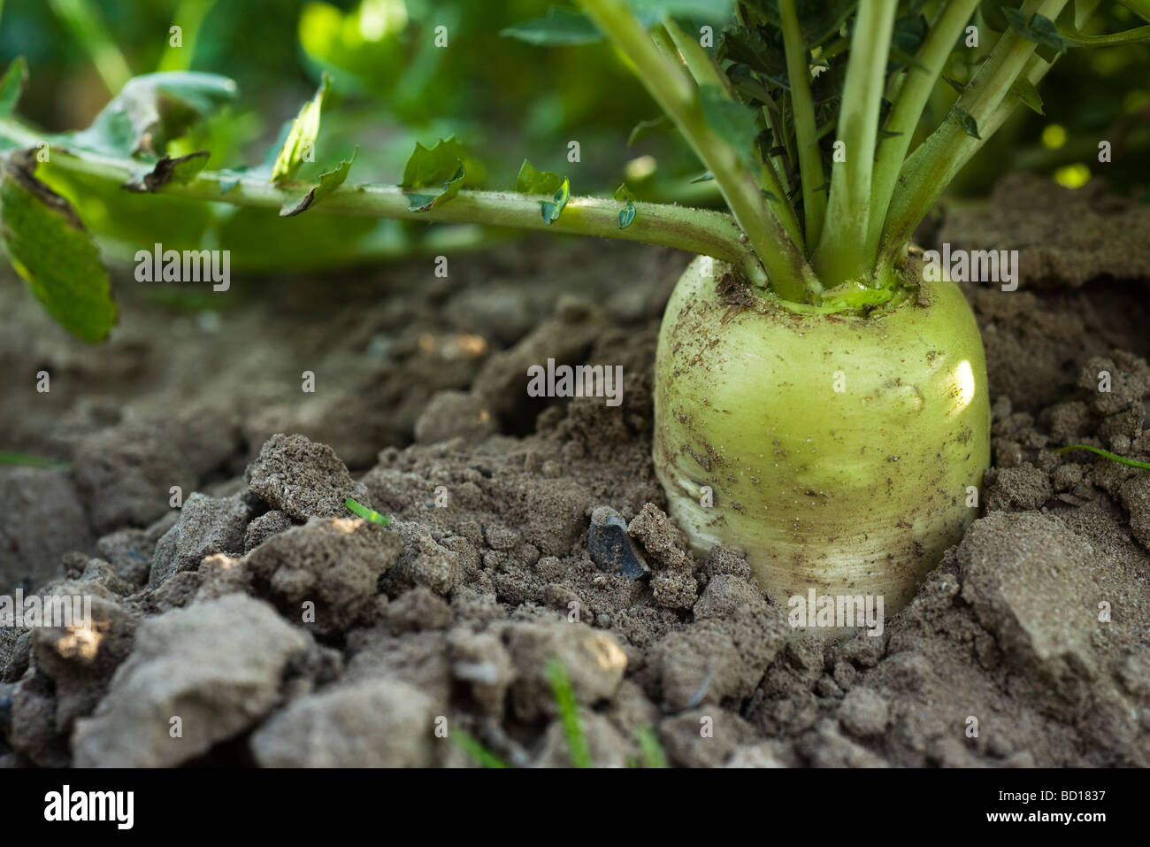 White radish growing in vegetable garden Stock Photo - Alamy