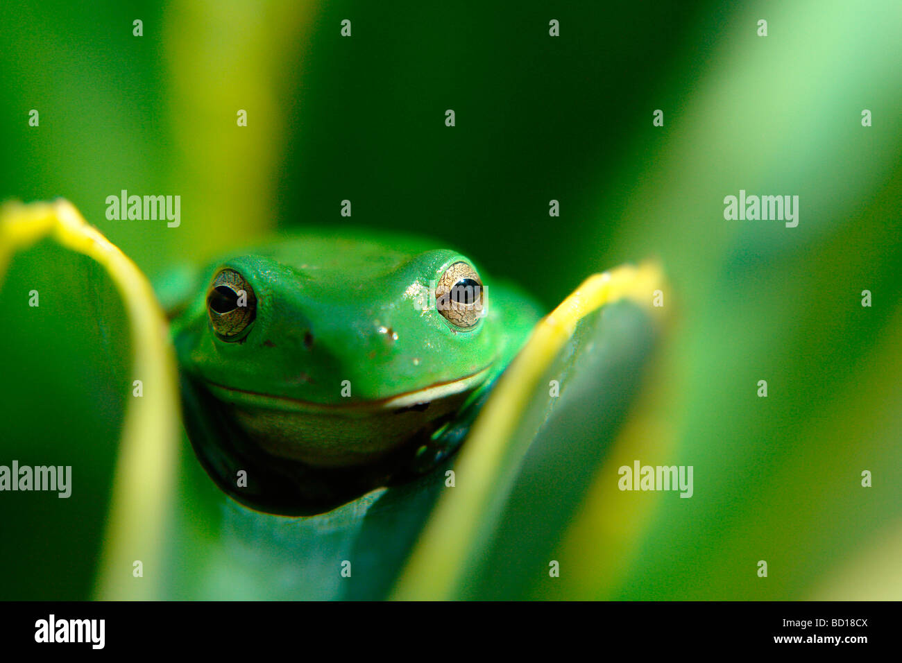 Australian native frog hi-res stock photography and images - Alamy