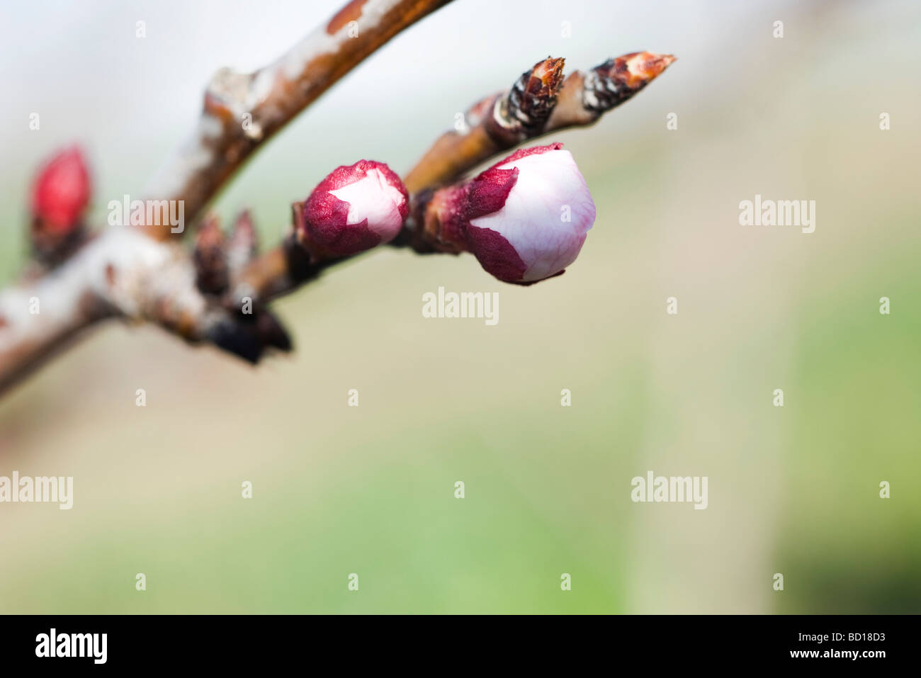 Almond tree flower buds opening, close-up of branch Stock Photo - Alamy