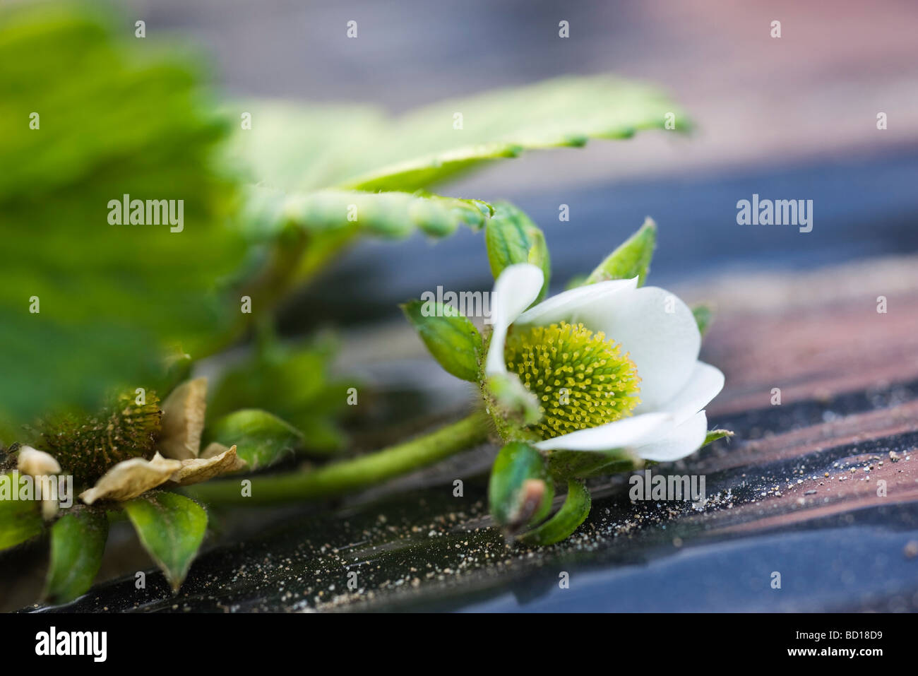 Strawberry plant in flower Stock Photo - Alamy