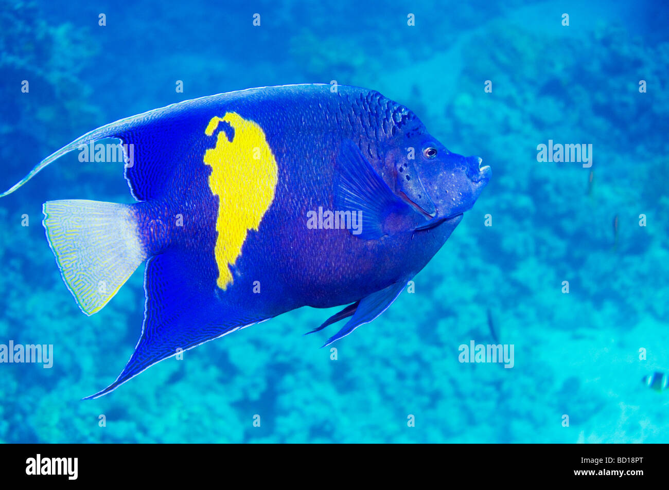 Yellowbar angelfish Pomacanthus maculosus Red Sea Egypt Stock Photo - Alamy