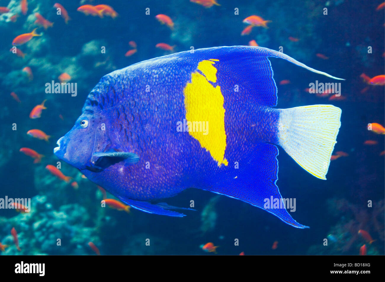 Yellowbar angelfish Pomacanthus maculosus Red Sea Egypt Stock Photo - Alamy
