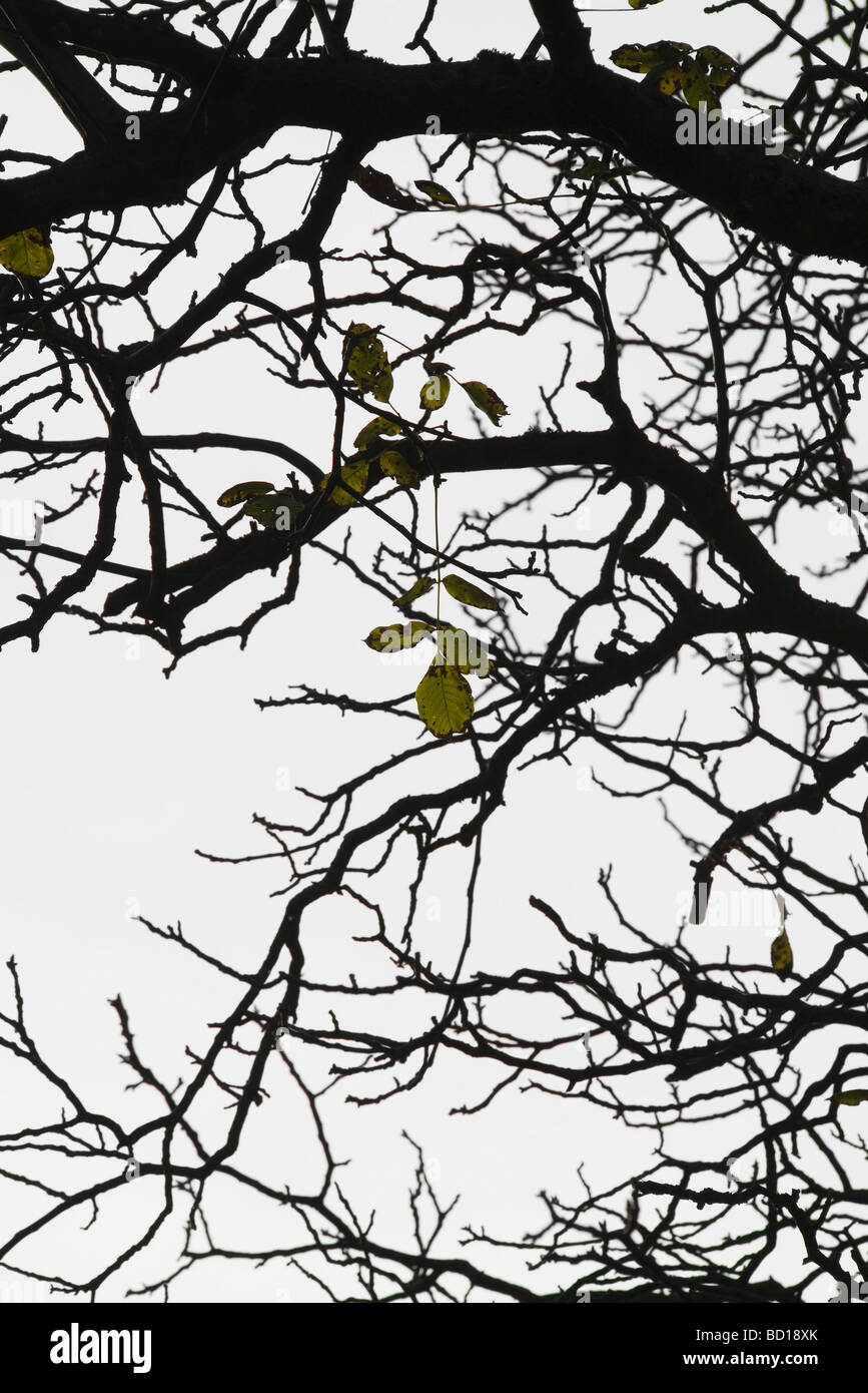 Bare tree branch with few remaining leaves Stock Photo - Alamy