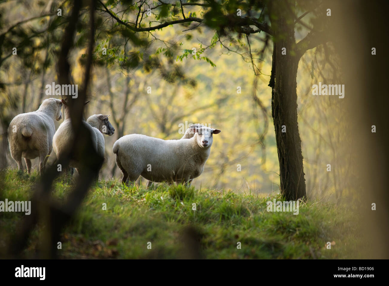 Grazing images of sheep hi-res stock photography and images - Alamy