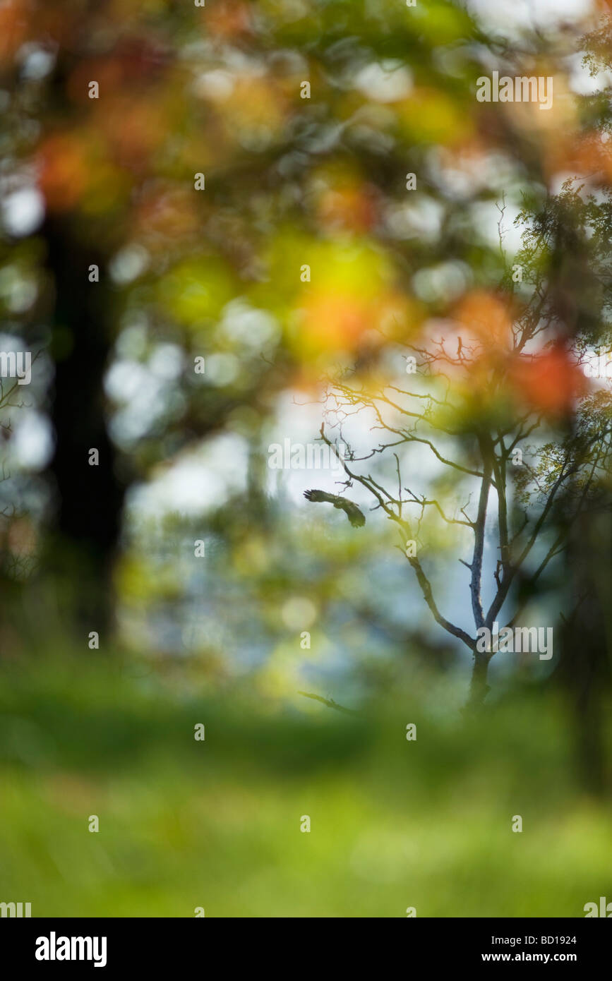 Blurred outdoor scene with bird flying in background Stock Photo - Alamy