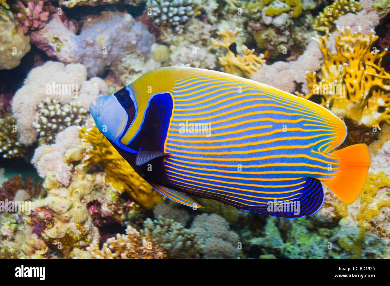 Yellowbar angelfish Pomacanthus maculosus Red Sea Egypt Stock Photo - Alamy