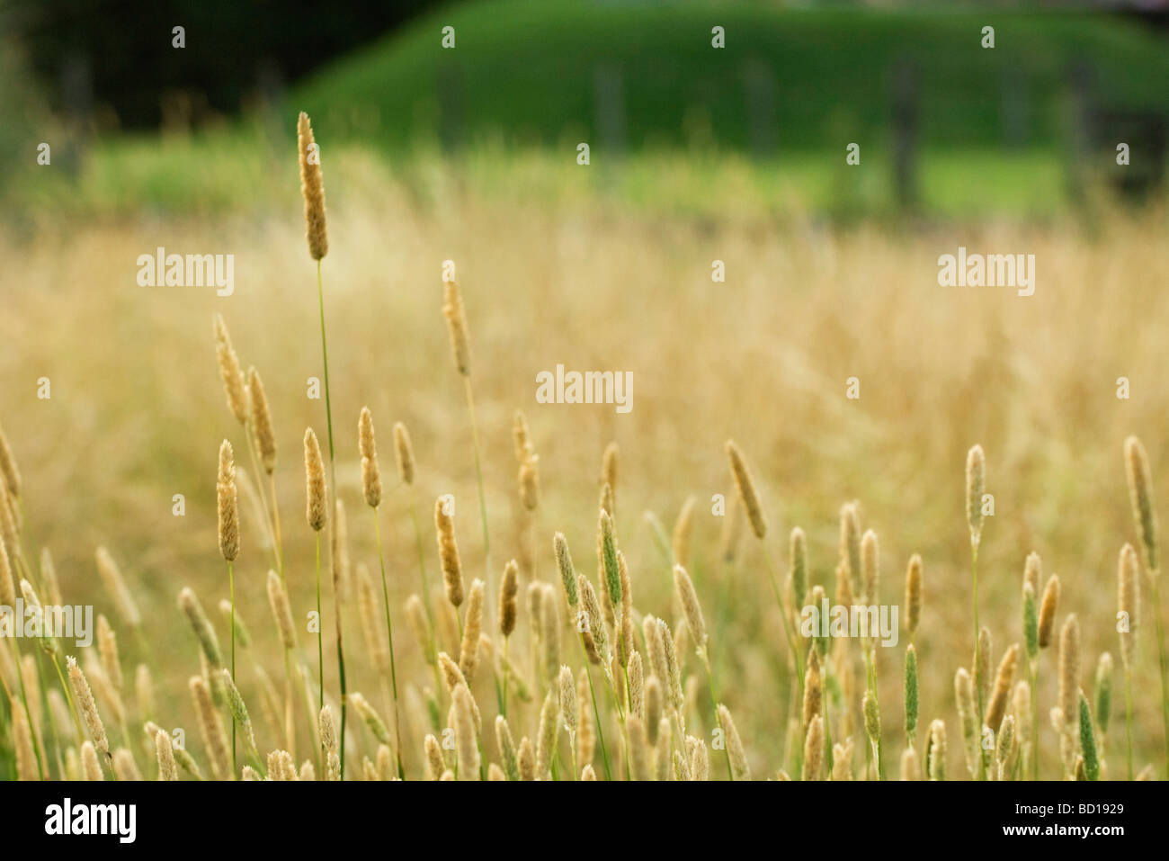 Wheats backgrounds hi-res stock photography and images - Alamy