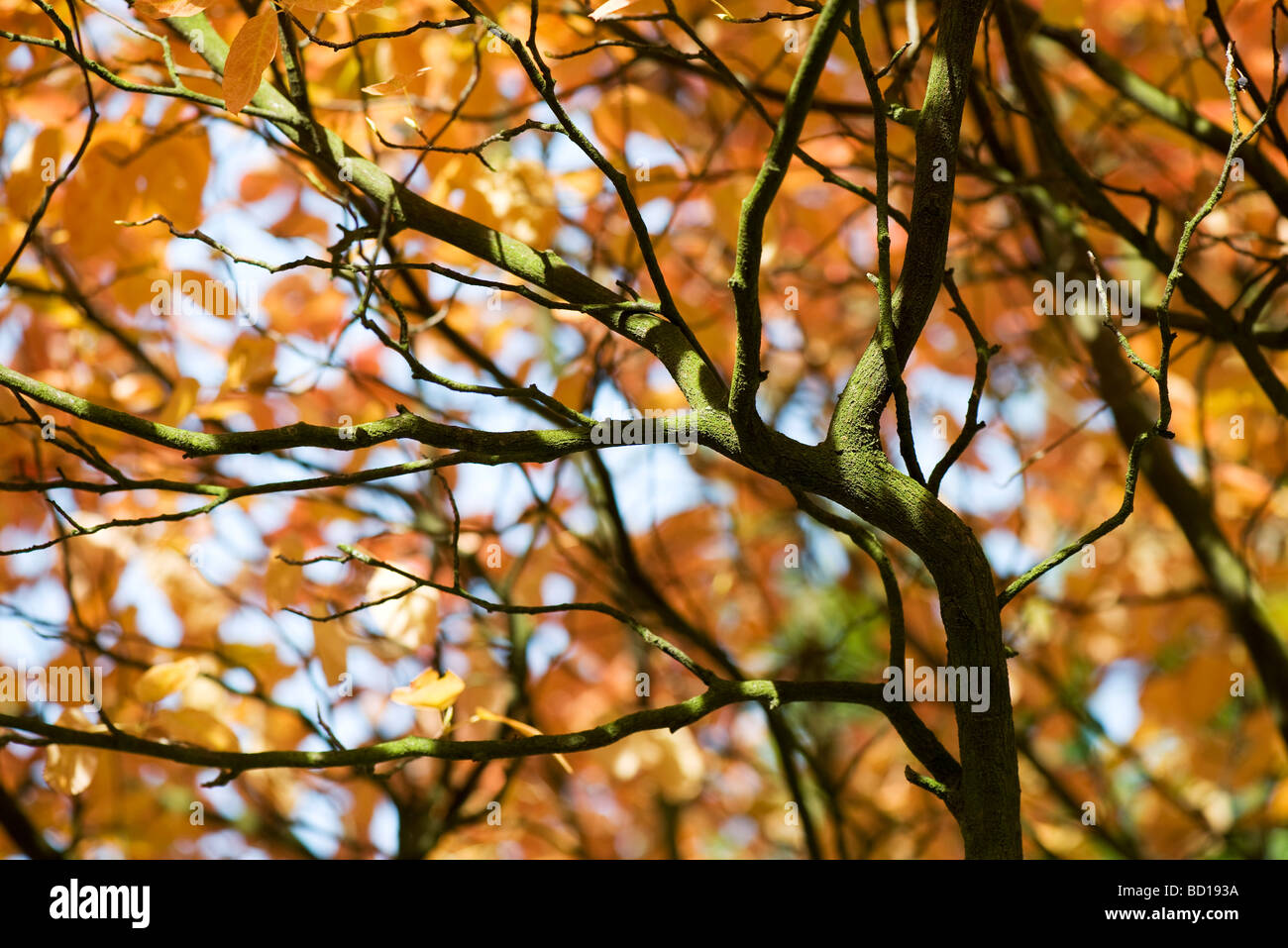 Slender tree fall color hi-res stock photography and images - Alamy