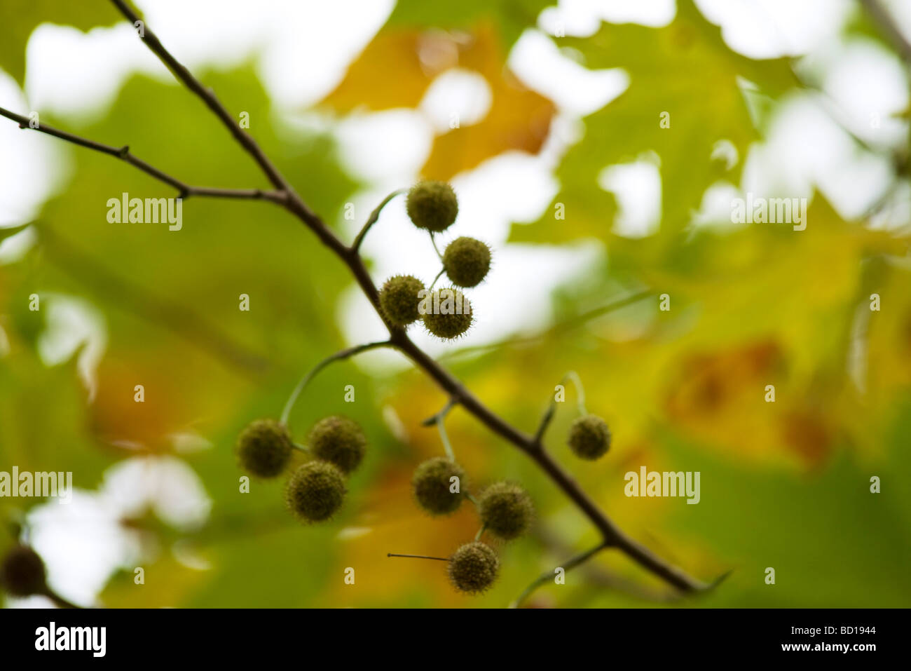 Sycamore branch, close-up Stock Photo - Alamy