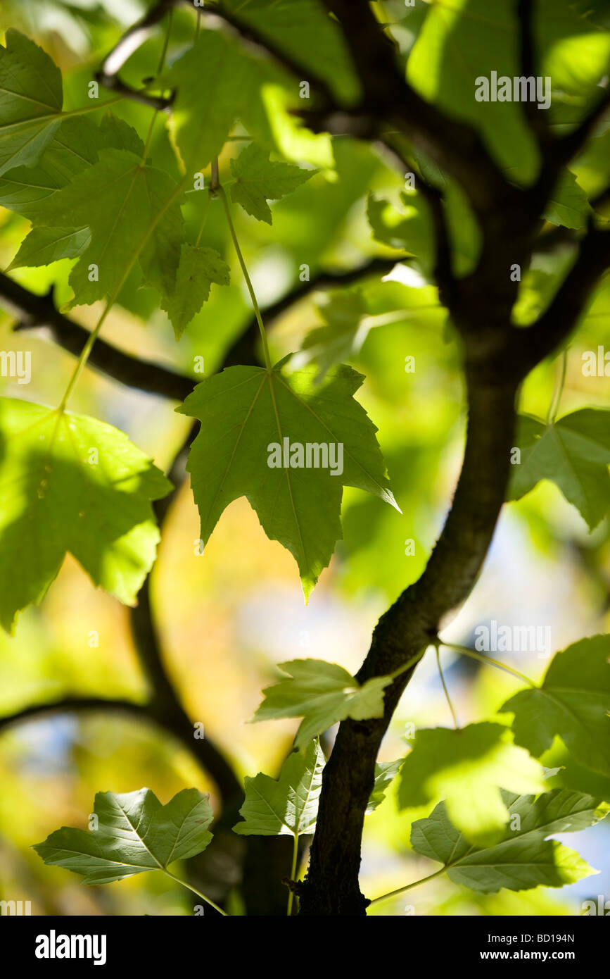 Maple tree, extreme close-up Stock Photo - Alamy