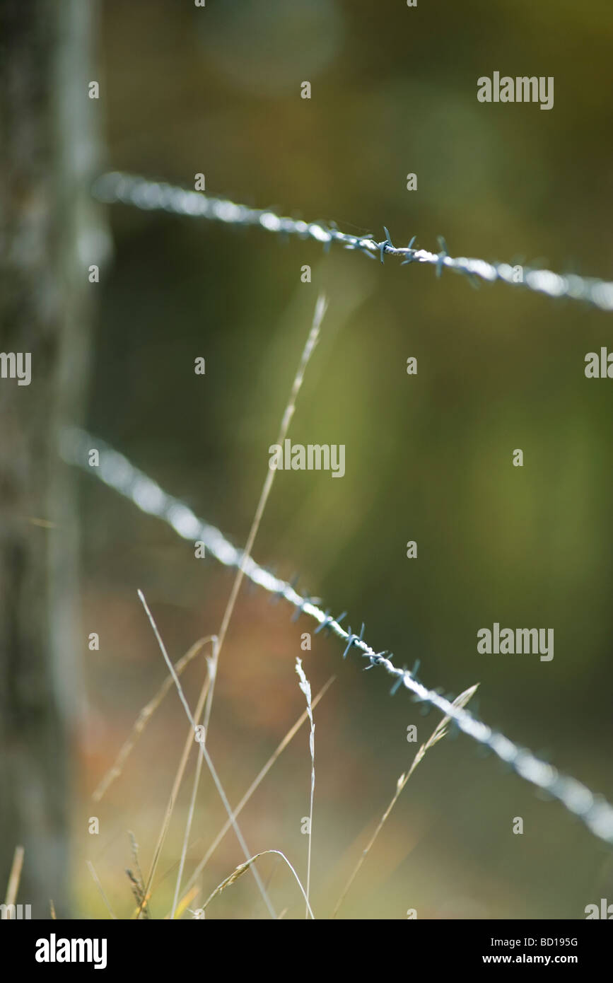 Barbed wire enclosures hi-res stock photography and images - Alamy
