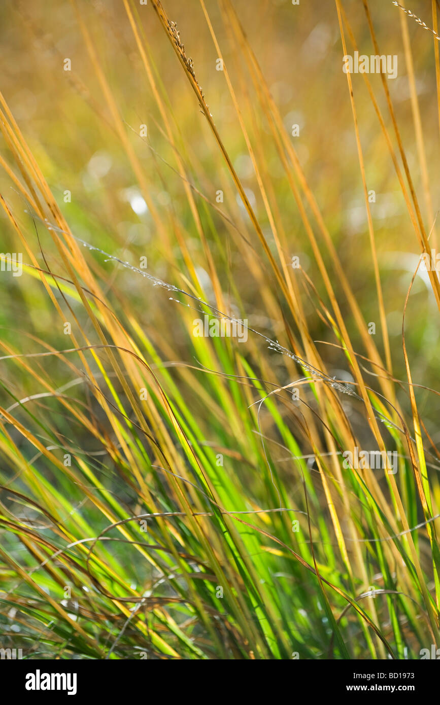 Tall grass, close-up Stock Photo - Alamy