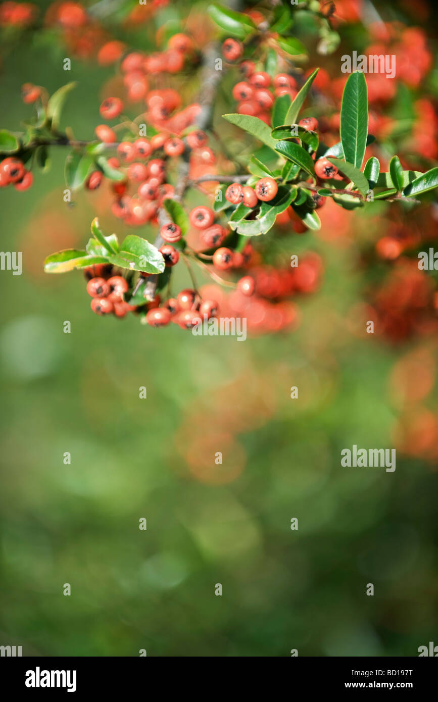 Firethorn (Pyracantha), red berries growing on branch Stock Photo - Alamy