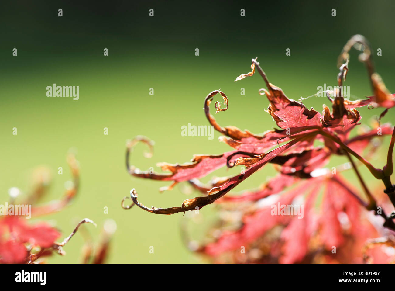 Curled up japanese maple leaf hi-res stock photography and images - Alamy