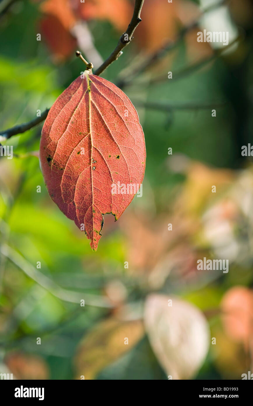 Leave changing colors hi-res stock photography and images - Alamy
