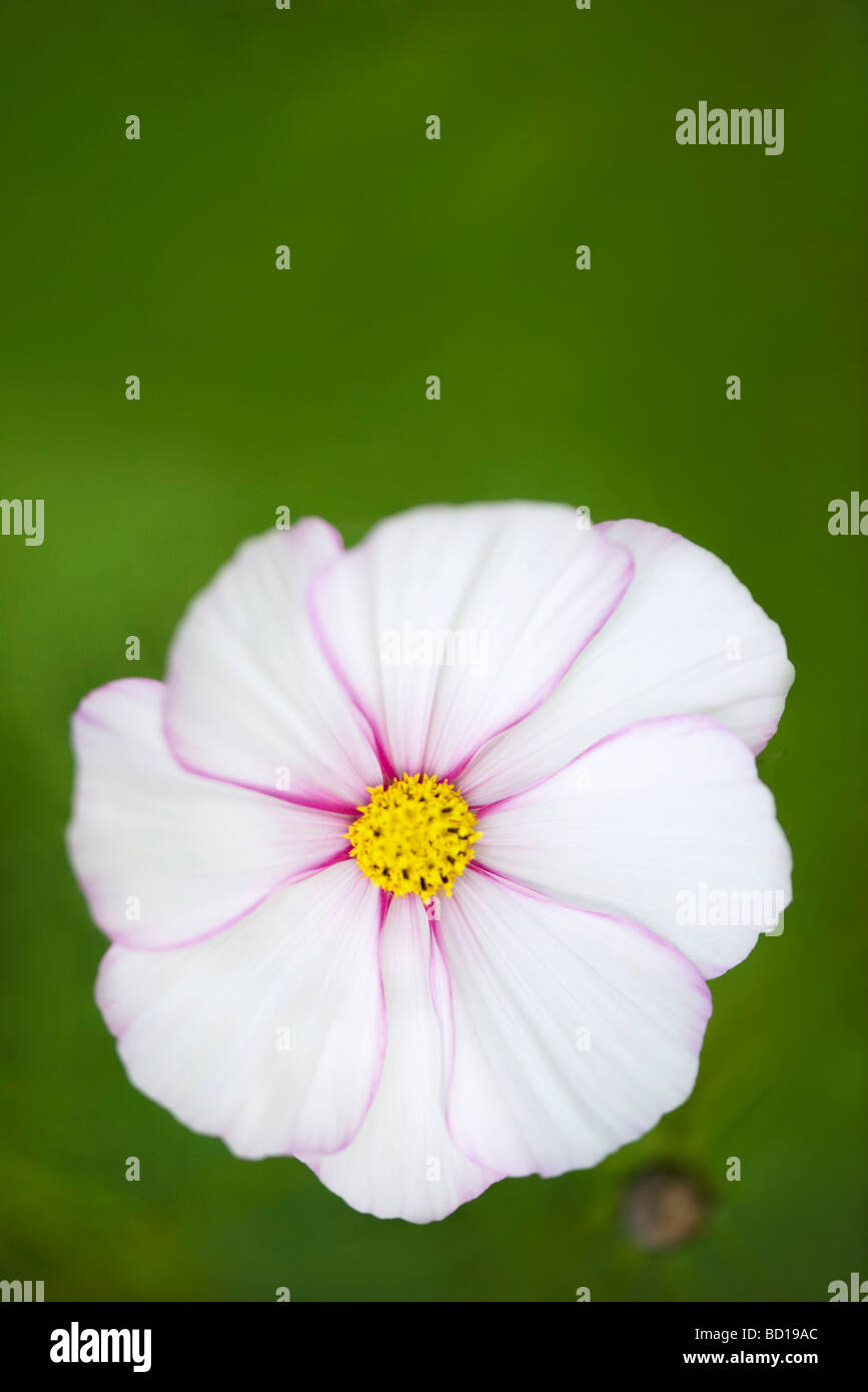 White cosmos flower Stock Photo - Alamy