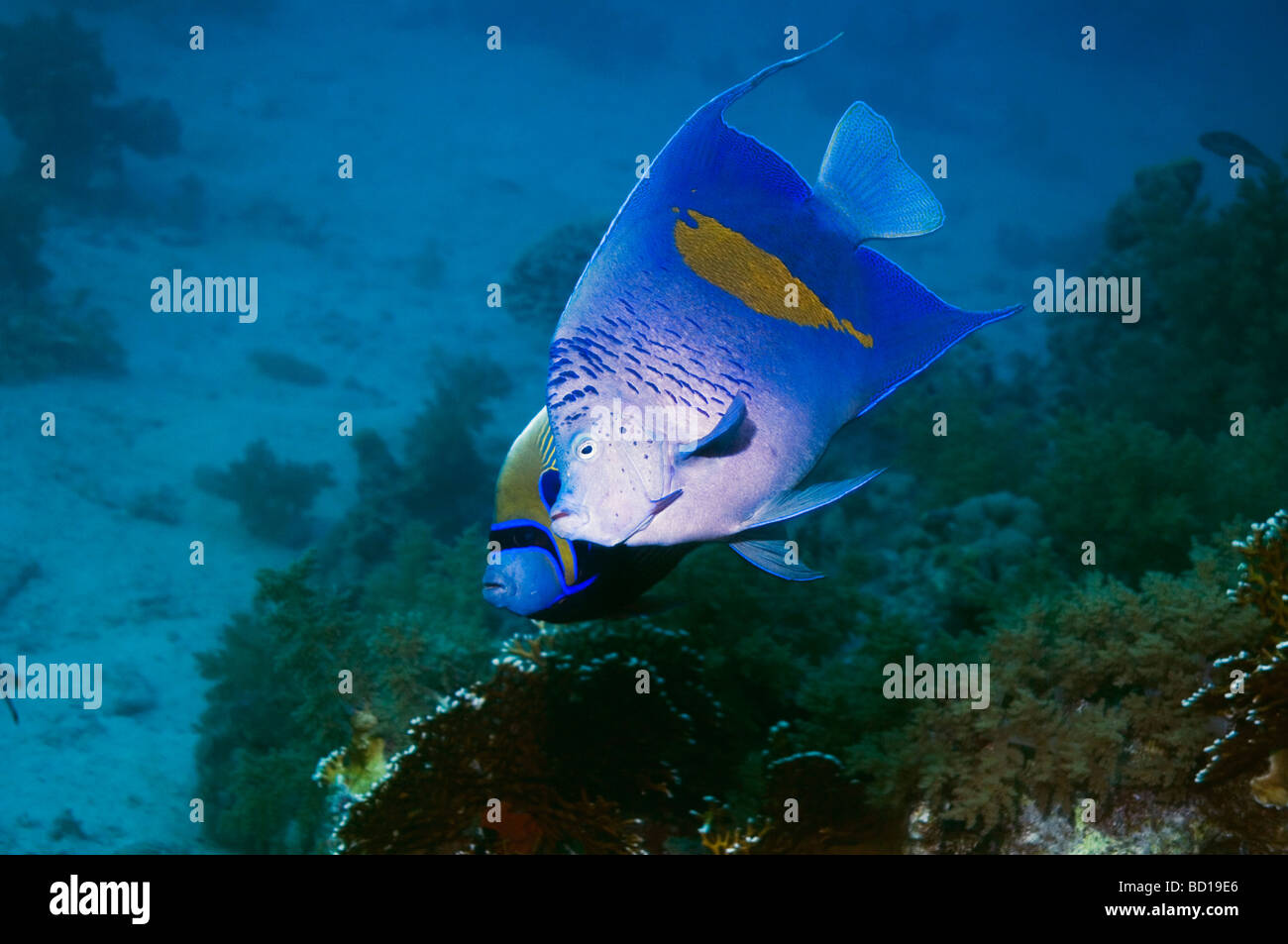 Yellowbar angelfish Pomacanthus maculosus and Emperor angelfish in ...