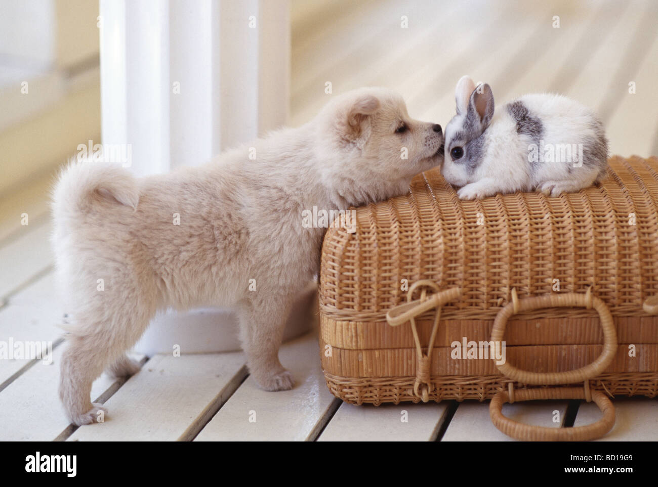 Dog With Rabbit High Resolution Stock Photography and Images - Alamy