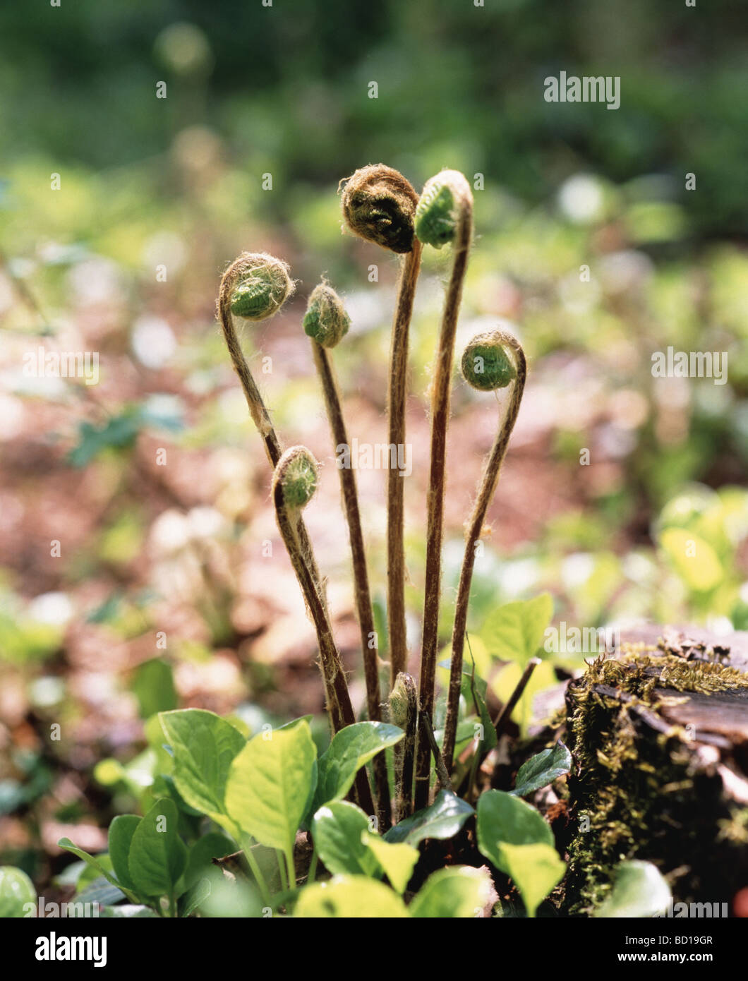 Japanese royal fern Stock Photo - Alamy