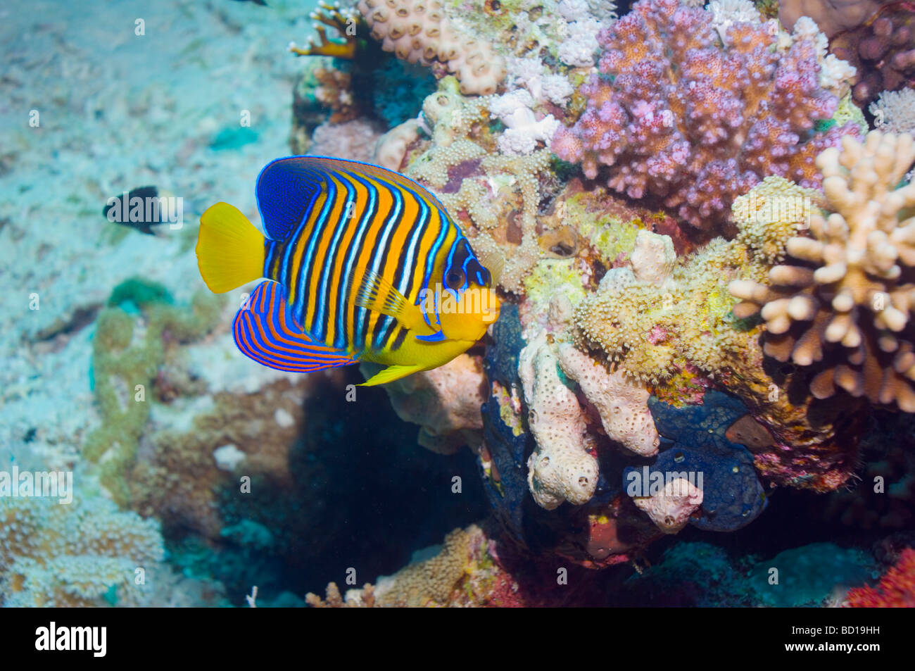Regal angelfish Pygoplites diacanthus on coral reef Egypt Red Sea Stock ...