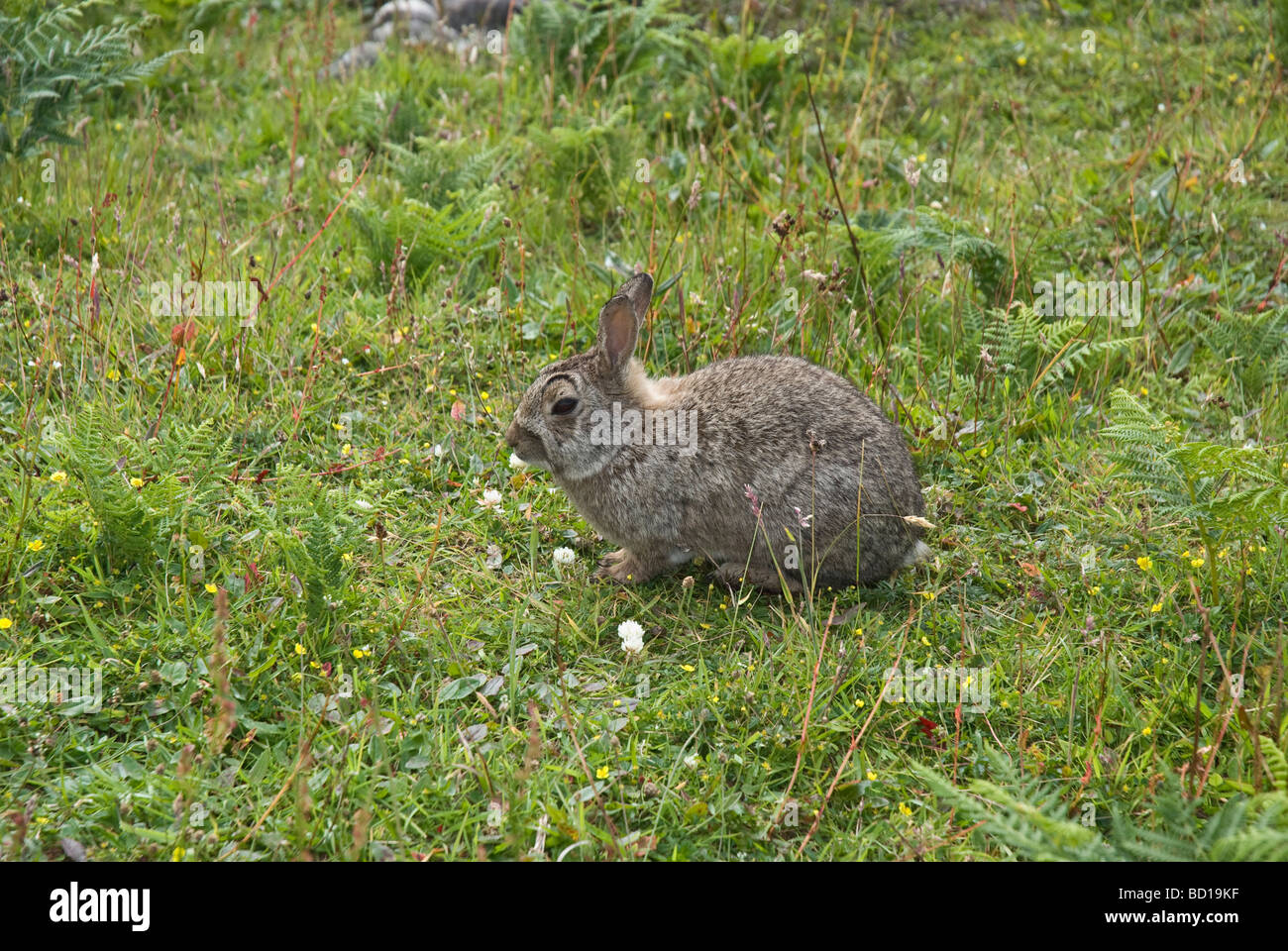 Wild rabbit Handa Sutherland Scotland Stock Photo - Alamy