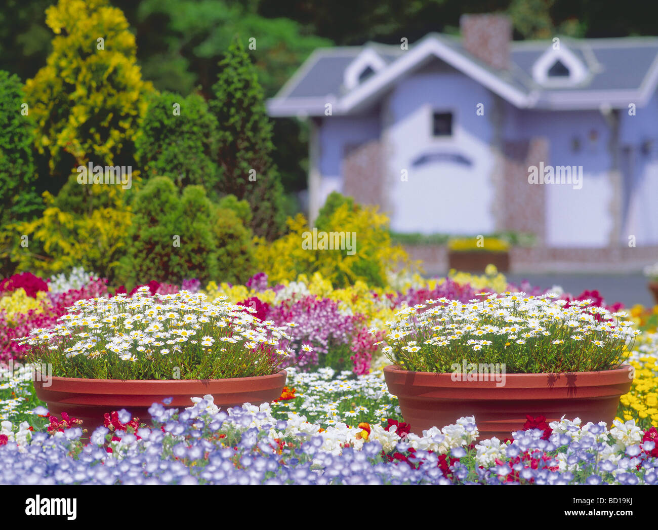 Backyard with flowers Stock Photo - Alamy