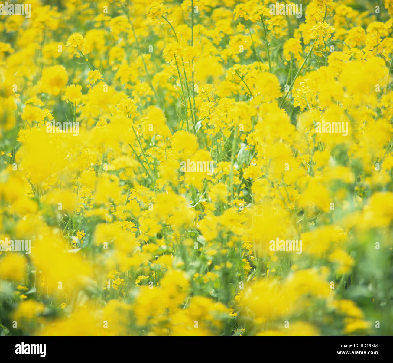 Oilseed rape crop field Stock Photo - Alamy