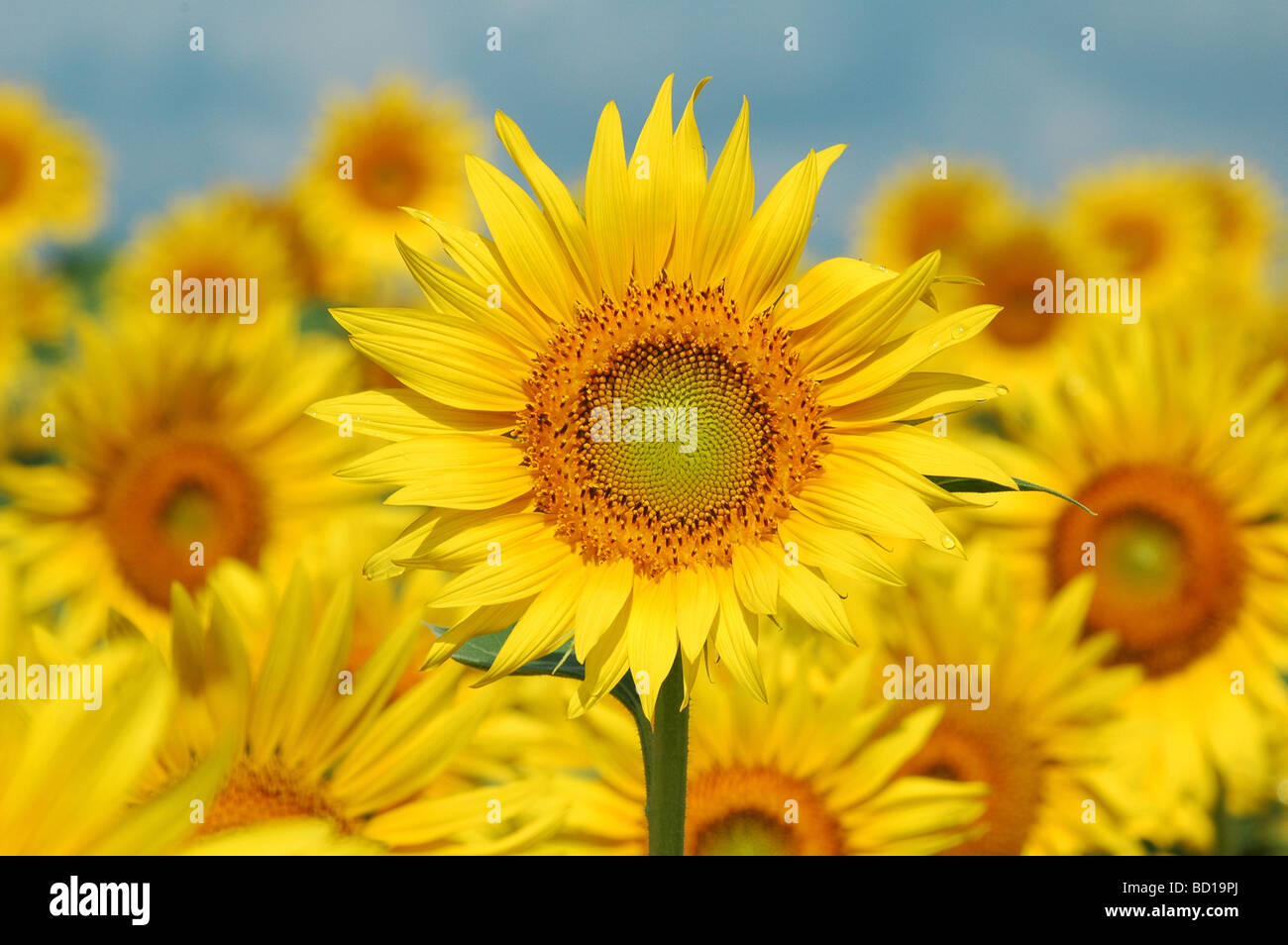 Sunflower farm field hi-res stock photography and images - Alamy