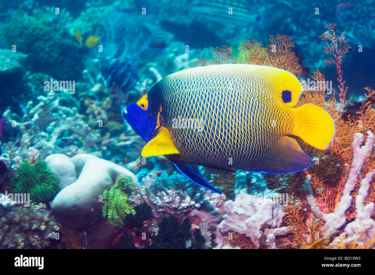 Blue face angelfish hi-res stock photography and images - Alamy