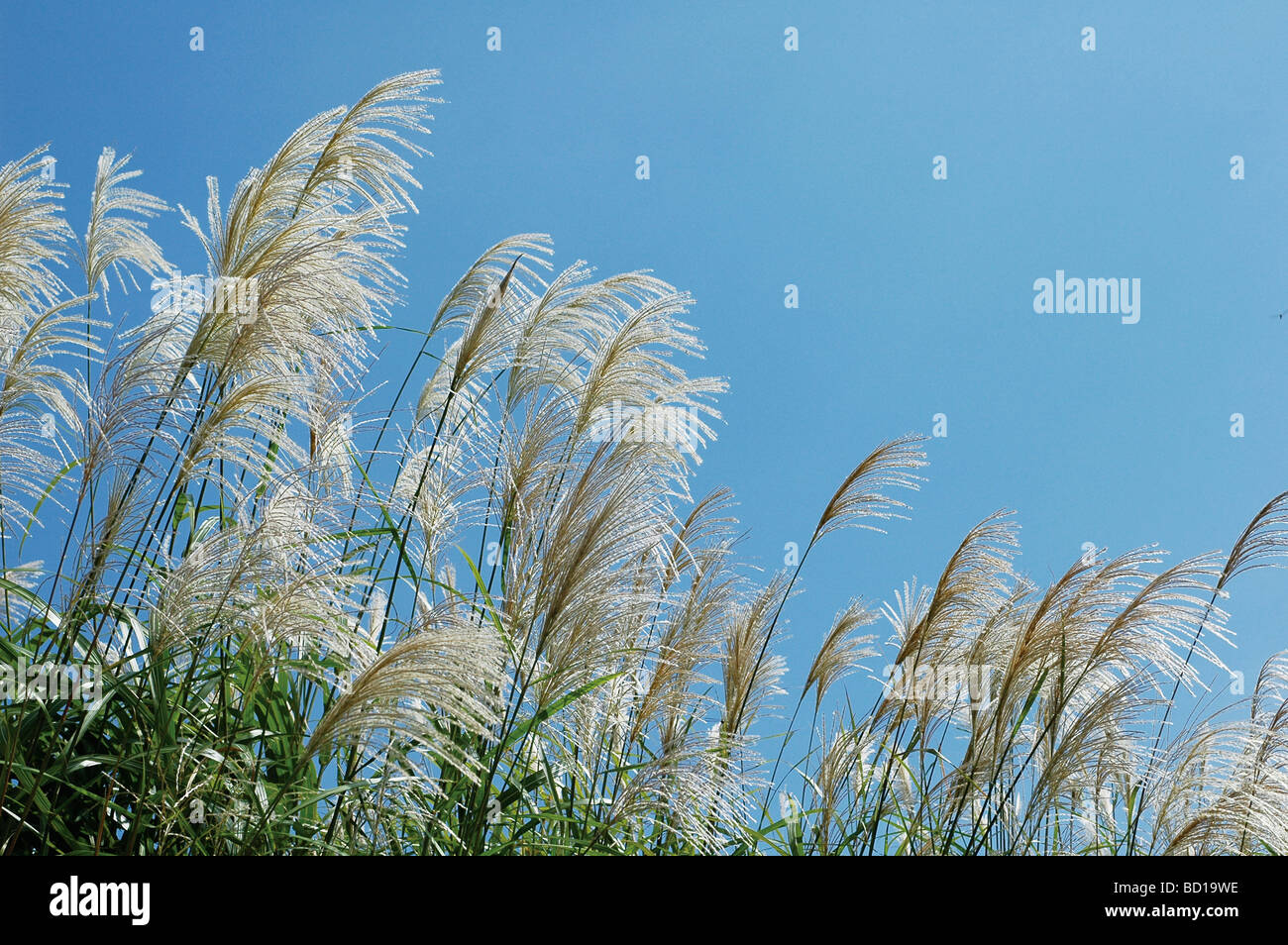 Field of Japanese silver grass under blue sky Tokamachi city Niigata ...
