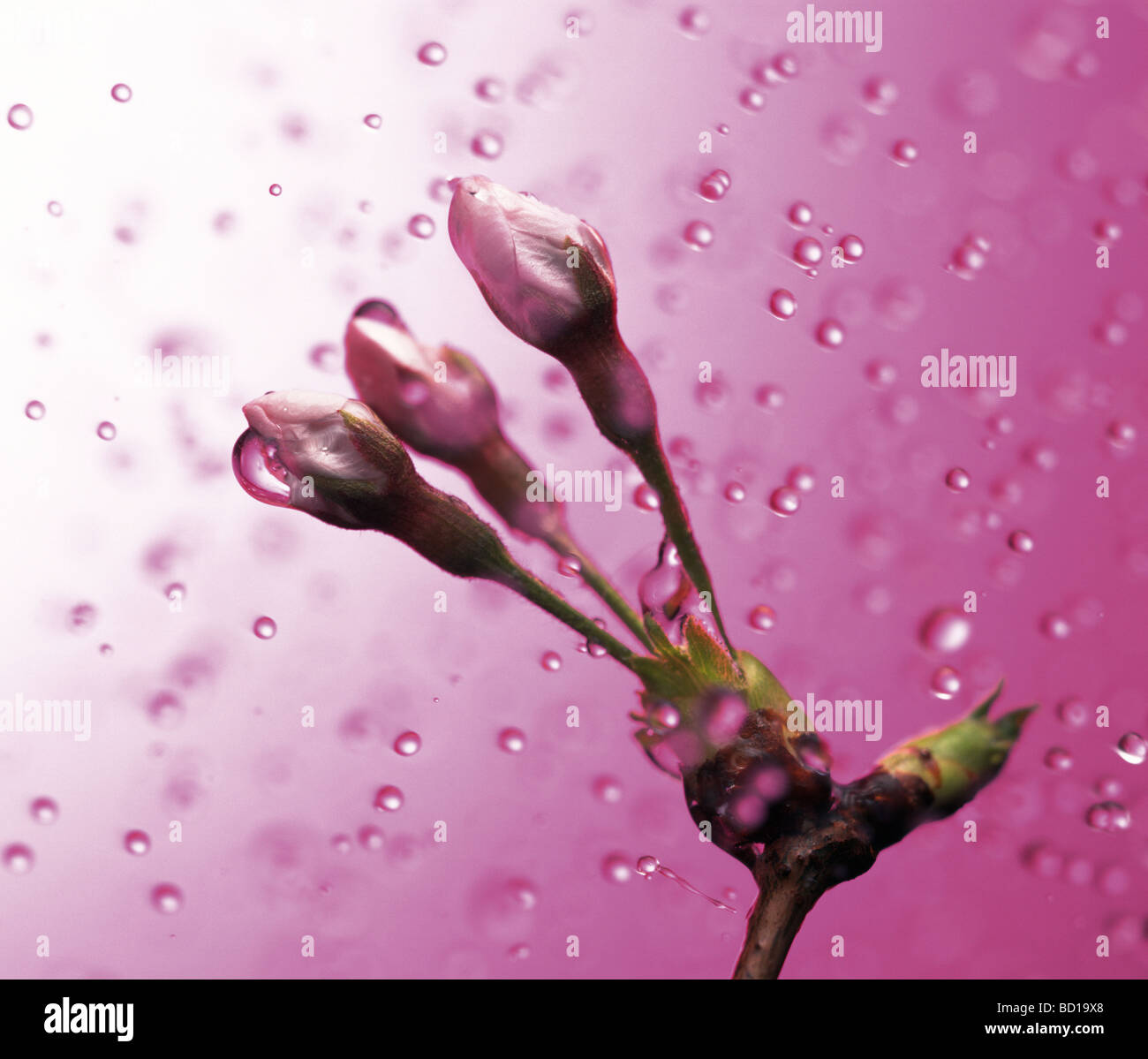 Flower buds and water drops close up pink background Stock Photo - Alamy