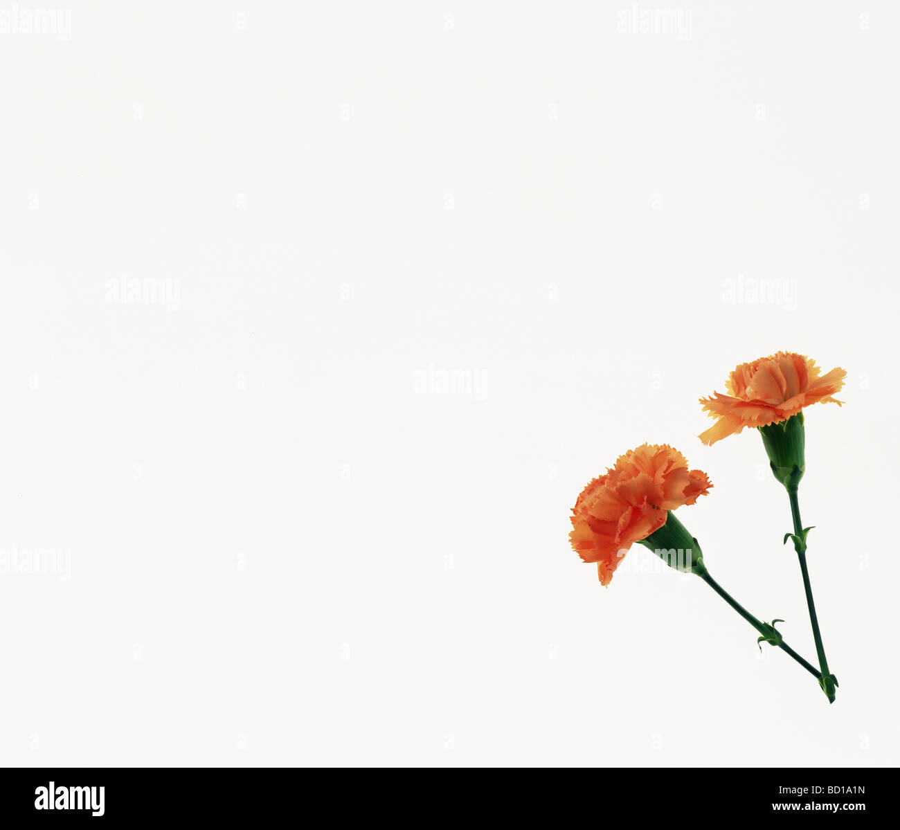 Two color carnations hi-res stock photography and images - Alamy