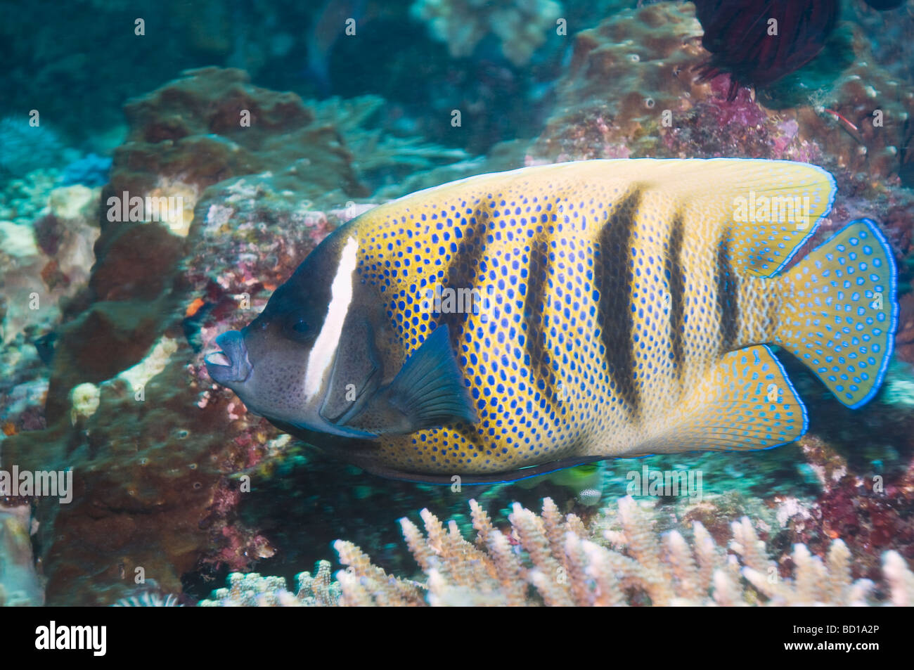 Six banded angelfish Pomacanthus sexstriatus Indonesia Indo Pacific ...