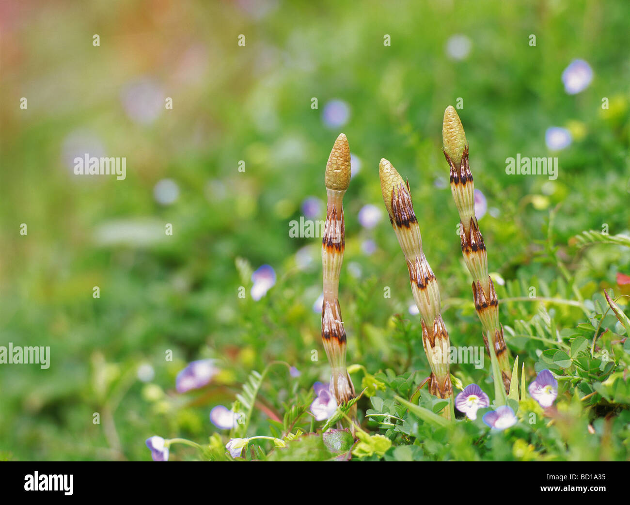 Horsetails close up Stock Photo - Alamy