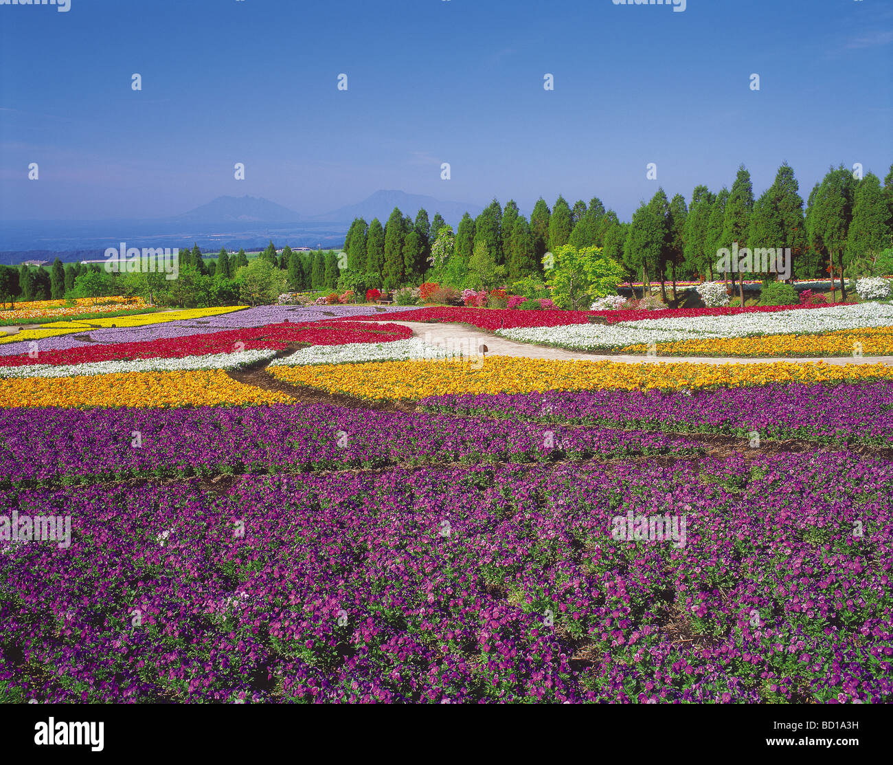 Japan flower fields hi-res stock photography and images - Alamy
