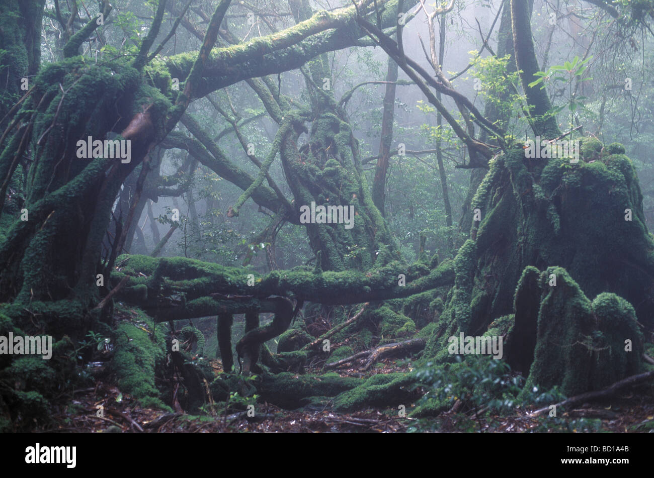 Forest in Yakushima island Kagoshima prefecture Japan Stock Photo - Alamy